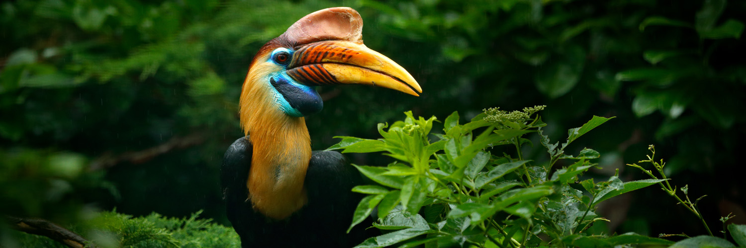 Natural History & Birding Holidays - Travel With Jules